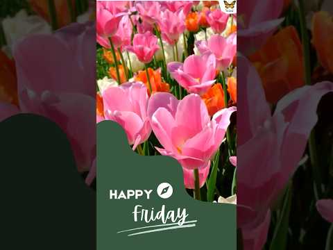Happy Friday and Good Morning quotes for facebook whatsapp status #goodfriday #friday