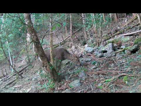 Moment of Surprise: Deer Encounters Camera in Beautiful Japanese Forest