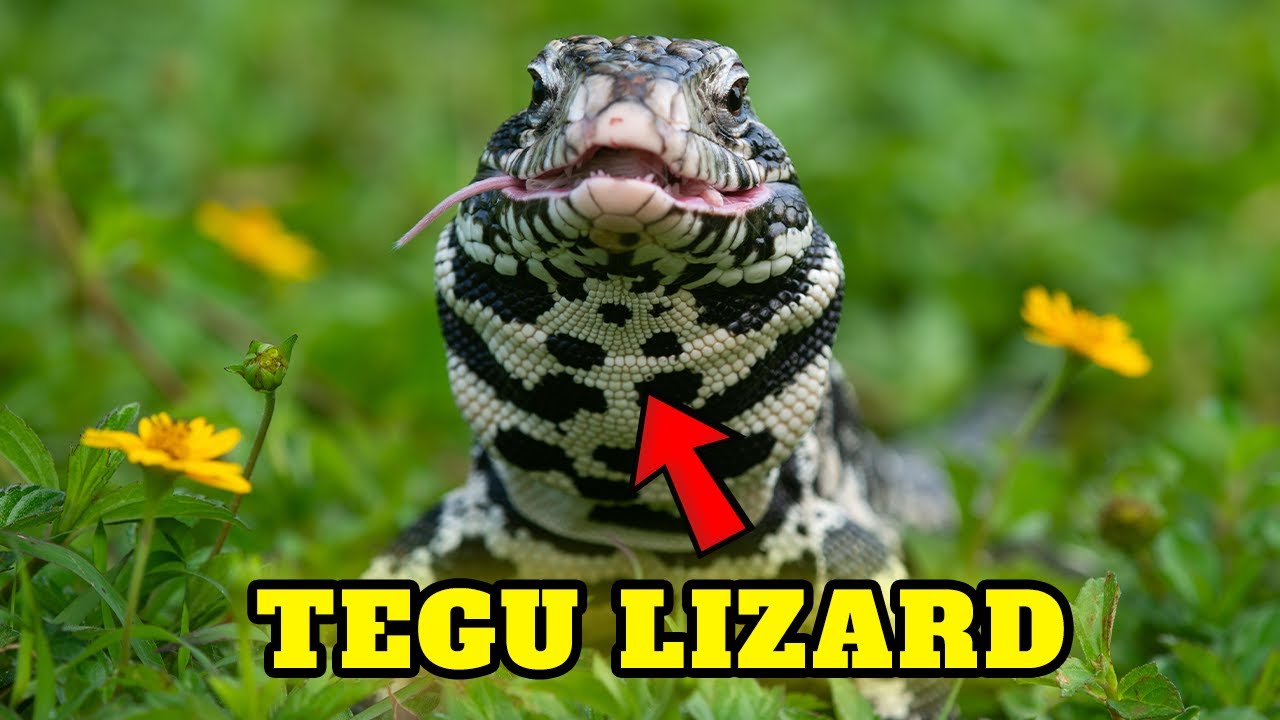 You should know this before you buy a Tegu Lizard - Buying Cost, Diet, Care Guide for Beginners