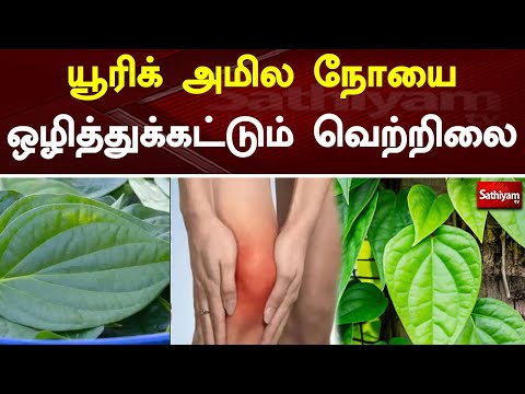 யூரிக் அமில நோயை ஒழித்துக்கட்டும் வெற்றிலை | Uric Acid | Betel leaf | Web Special | Sathiyam Tv