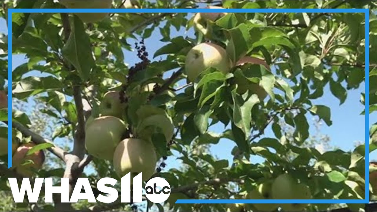 Here's how climate change is putting beloved apples at risk