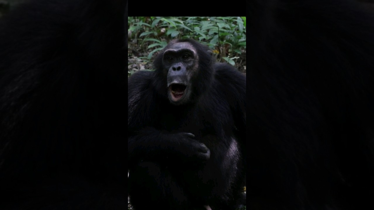 Sound of Chimpanzee : Chimps Sound  (Pan troglodytes Sound)