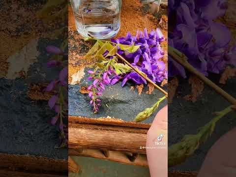 Wisteria Season!!