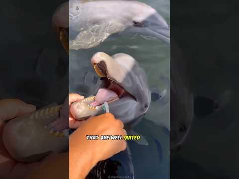 Dolphins and Porpoises - What's the Difference?