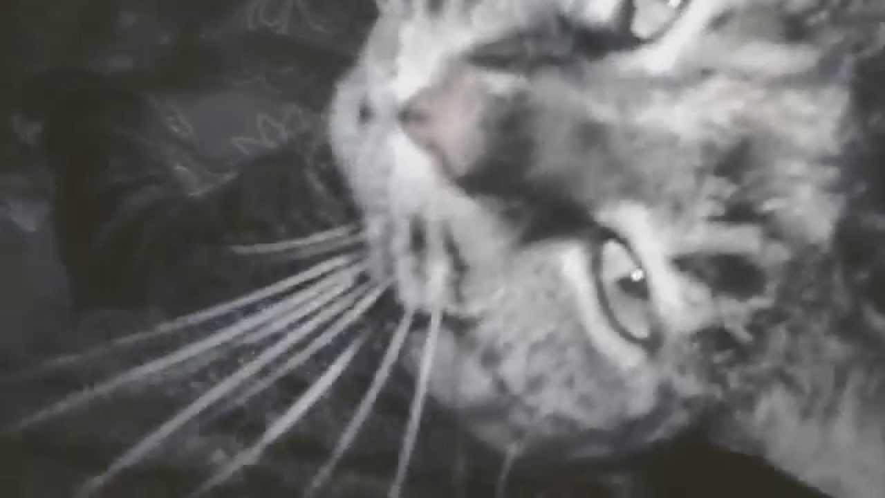 Sensual Kitty