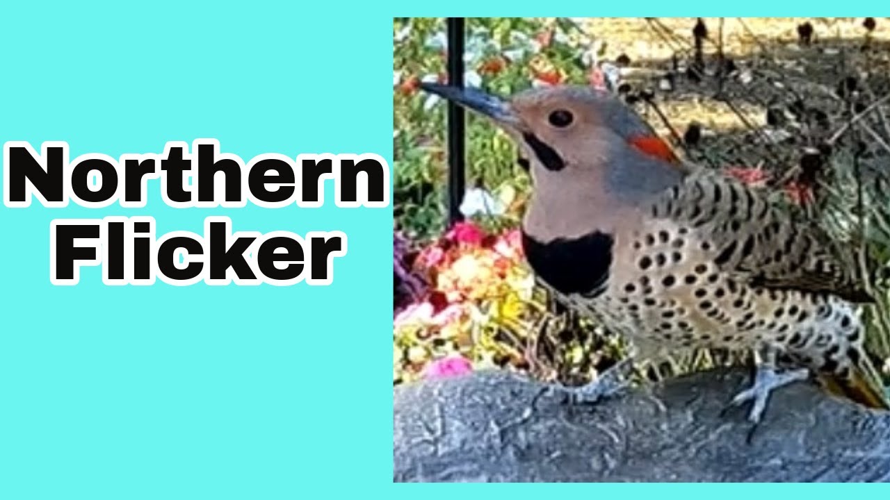 Backyard Birdwatching : Northern Flicker #backyardbirds #nature