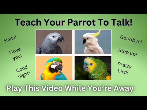 Teach Your Parrot To Talk and Say Common Phrases! Play This Video On Loop While Away - Female Voice
