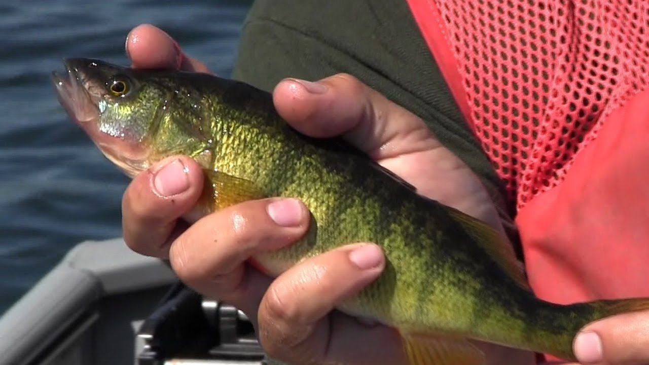 How To Catch Perch By The Hundreds – Gone Fishing Northwest