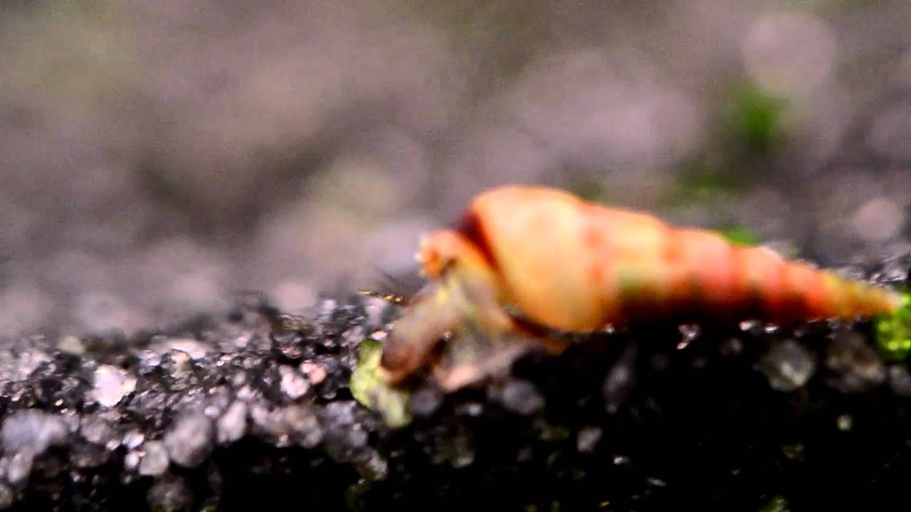 Malaysian Trumpet Snail • Care Guide (Tank Setup & Breeding)