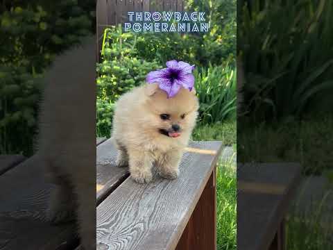 Throwback Pomeranian | Pom Playing #throwbackpomeranian #pomeranianplaying #foryou