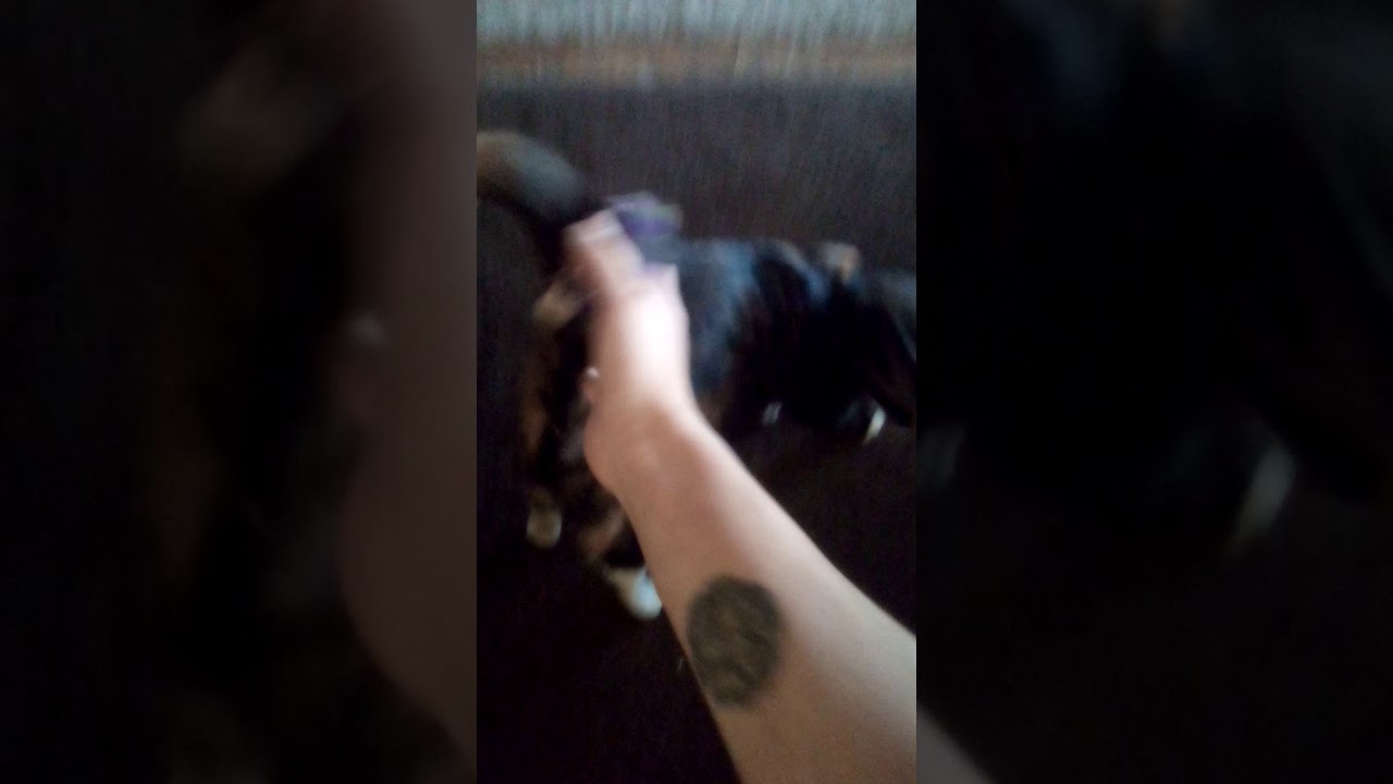 flower my fetching kitten