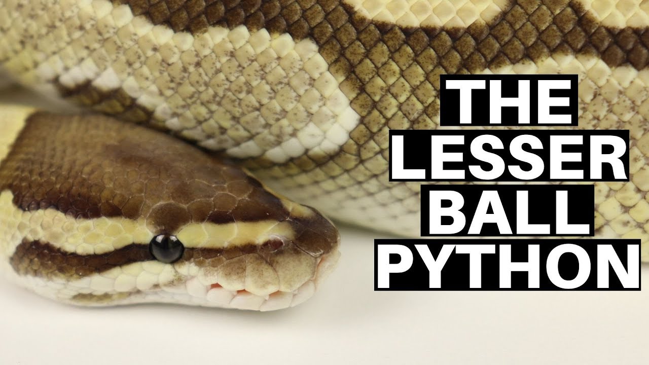 Morph Guide #5: The Lesser Ball Python - Benjamin's Exotics