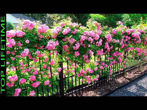 10 Rosas Trepadoras Más Bellas Del Mundo
