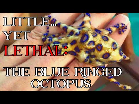 Little Yet Lethal: The Blue Ringed Octopus