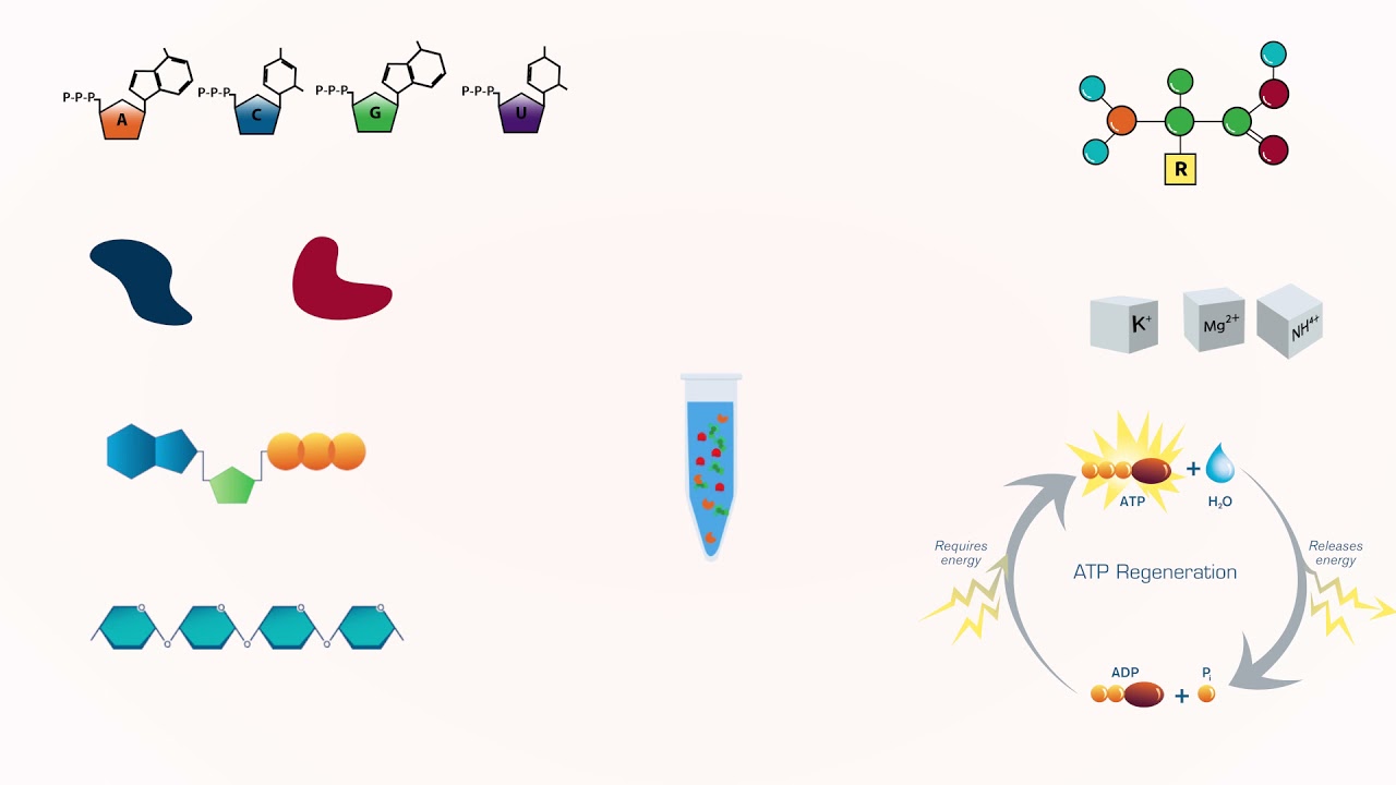 An Introduction to Cell Free Protein Expression
