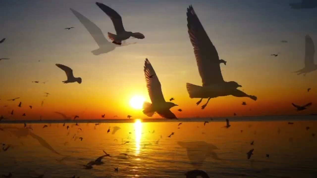 Actually Birds Mimicking Sounds