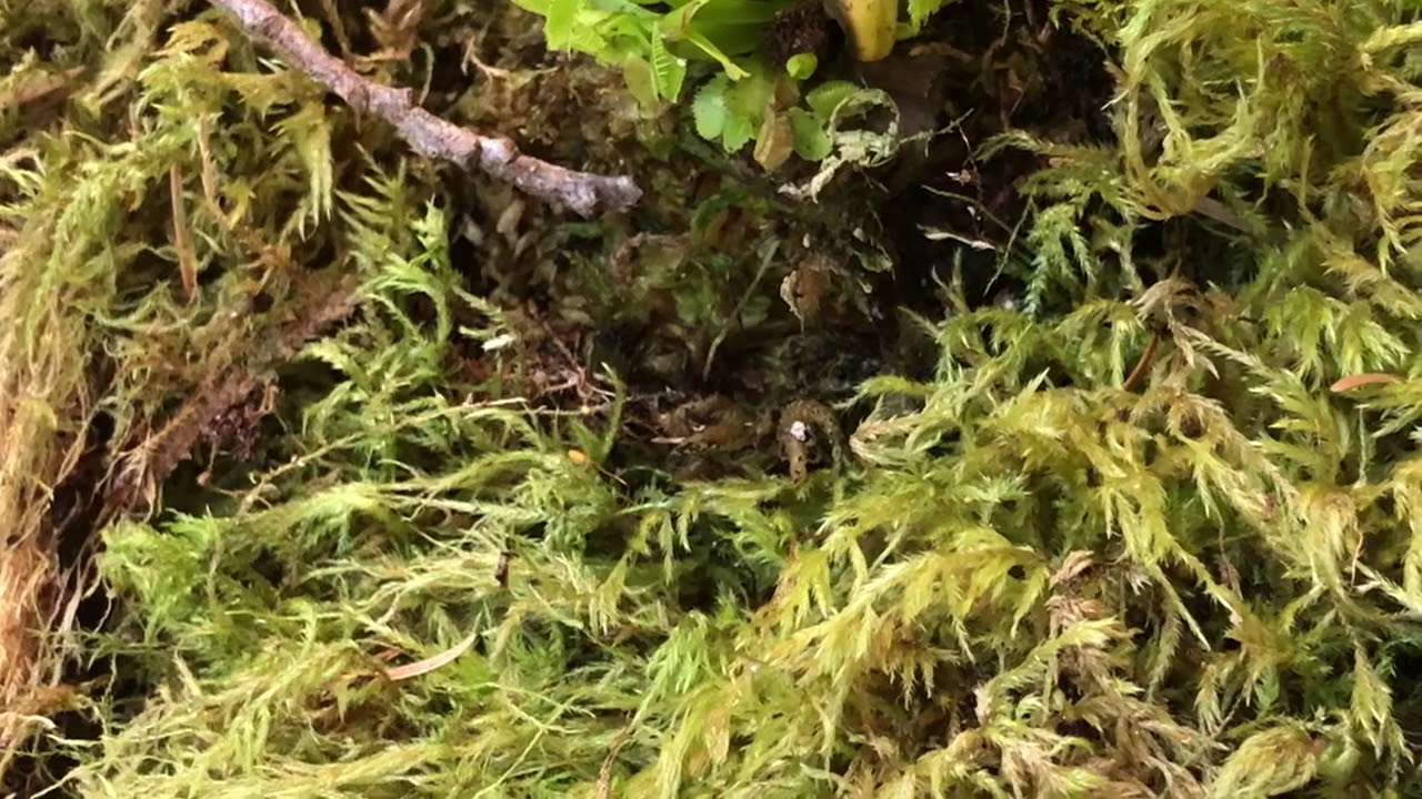 Venus fly trap eats wax worm
