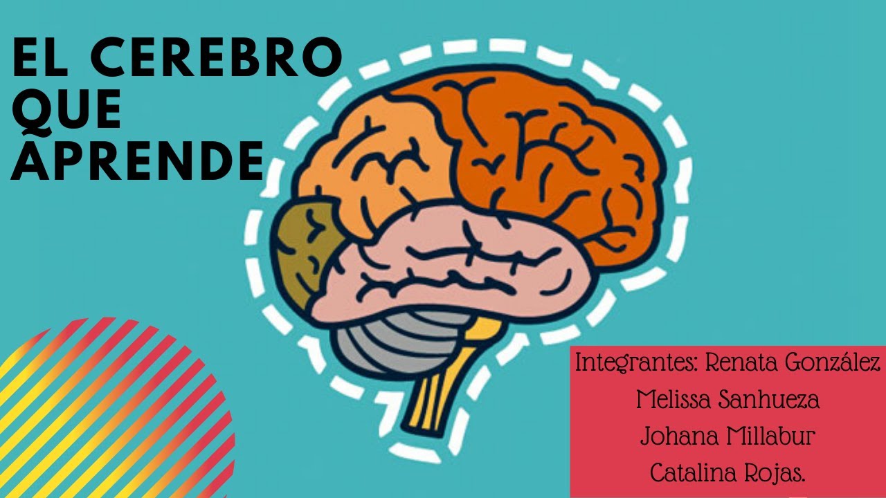 Capitulo 2: El cerebro que aprende.