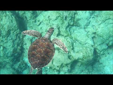 Chelonia mydas