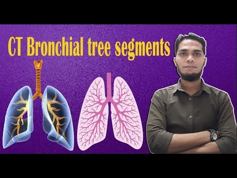 Study ct lung segments