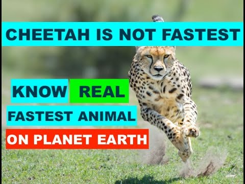 CHEETAH IS NOT FASTEST | 10 FASTEST ANIMALS IN THE WORLD [Know their SPEED]