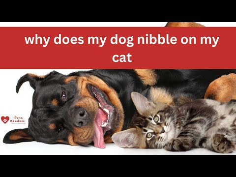 why does my dog nibble on my cat? 😸🐕#cat #dog #animals