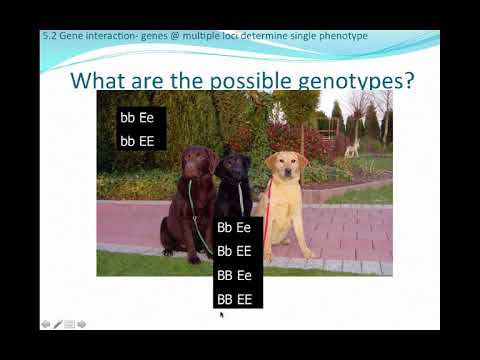 AGRI 305 - Part D - Epistasis