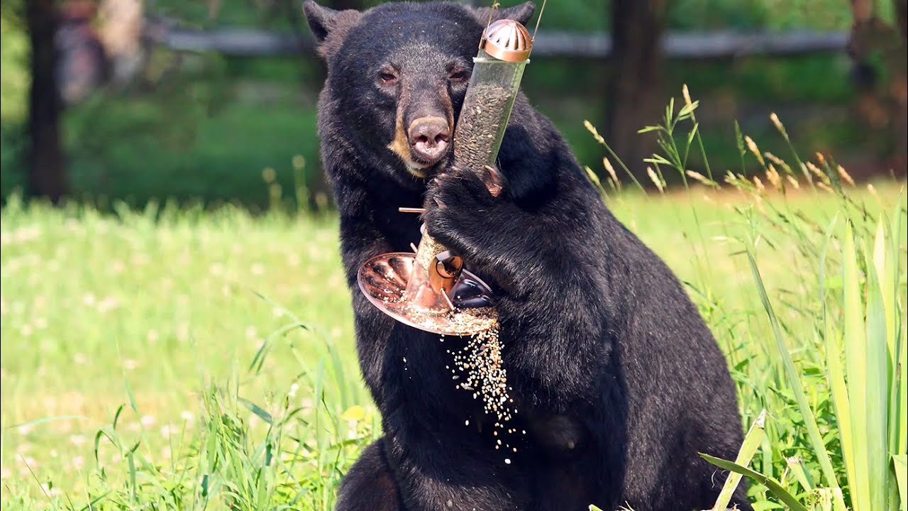 Address Bear Attractants in Your Yard