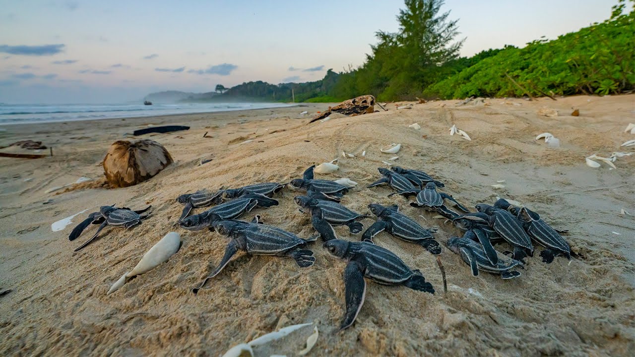Galathea Bay: Will the World's Largest Sea Turtle Return to Nest in India?