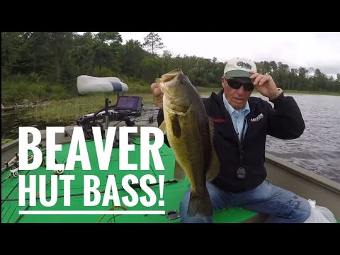Beaver hut Bass