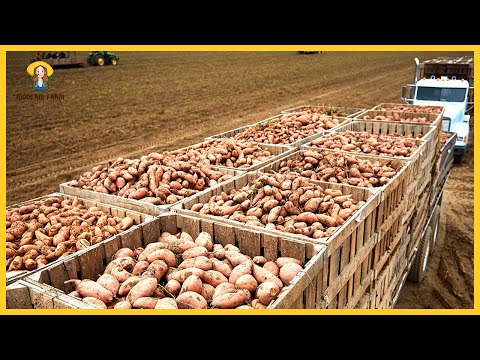 Amazing Modern Sweet Potato Processing Factory. Modern Sweet Potato Farming & Harvesting Technology