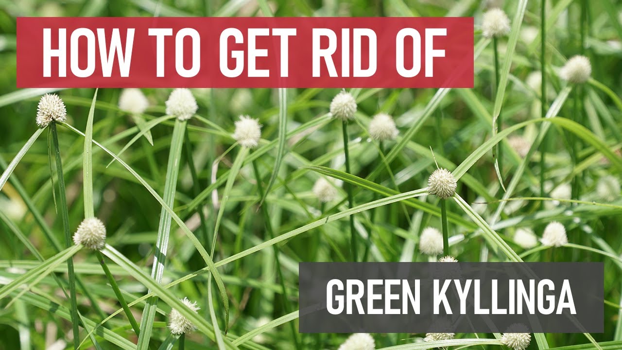 Green Kyllinga Control: How To Get Rid of Green Kyllinga