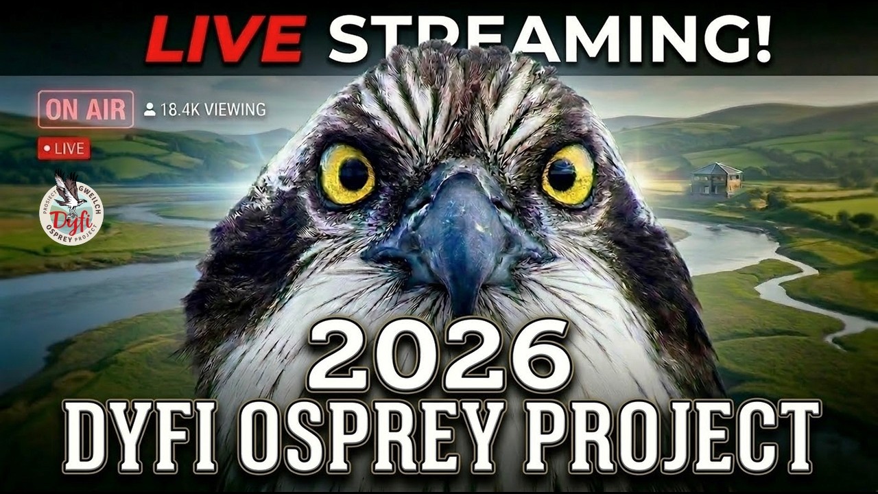 🦅 DYFI OSPREY PROJECT 2026: Live Streaming in 4K 🦅