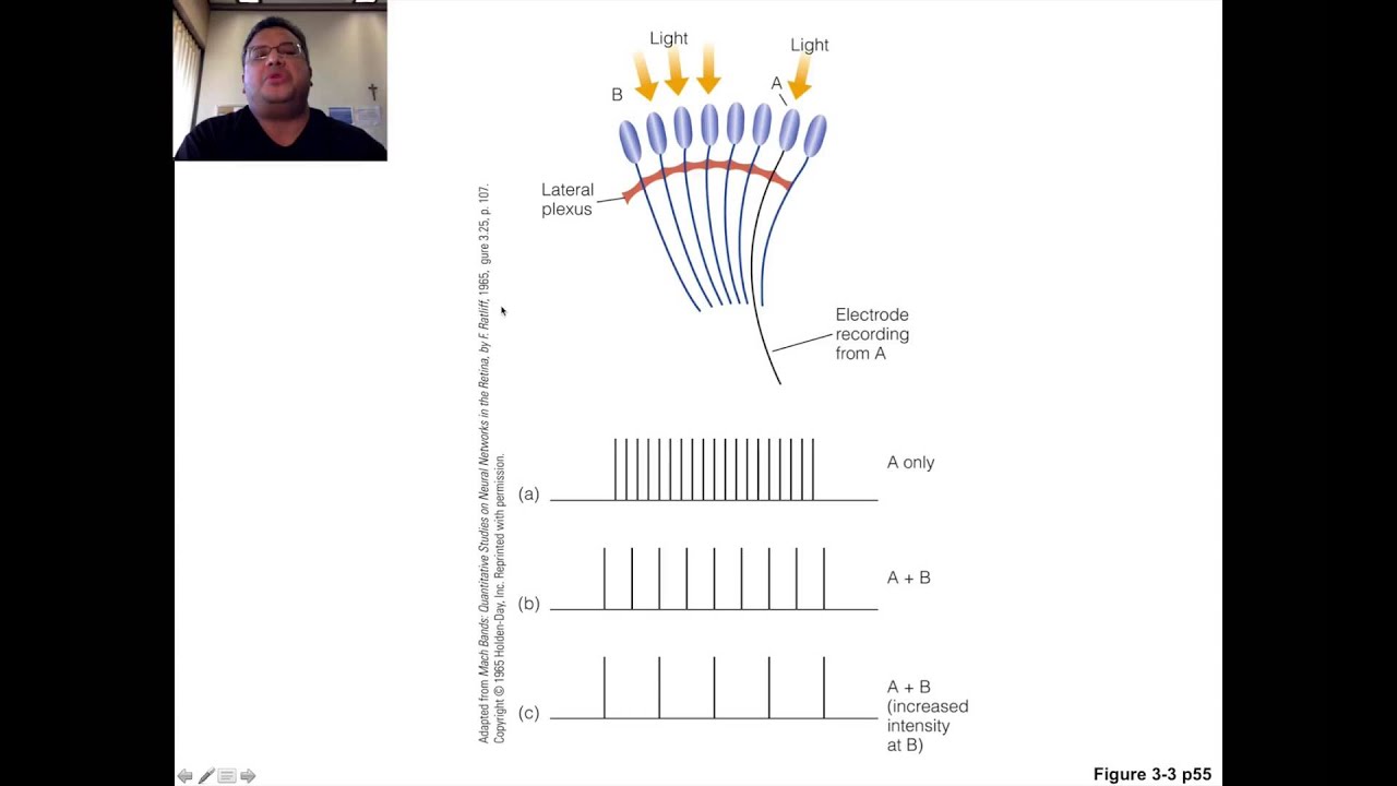 Sensation and Perception, Chapter 3, Part 1
