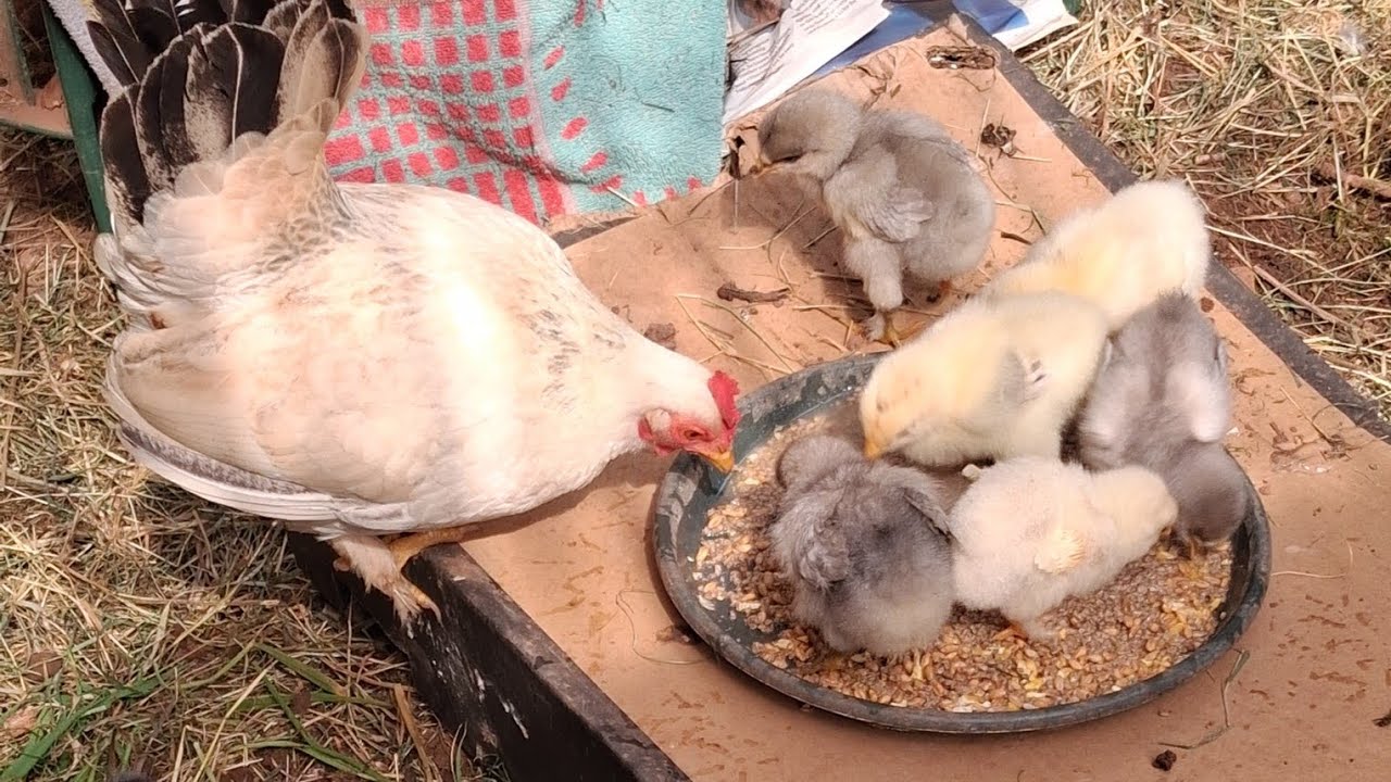 Ten Day-Old Chicks