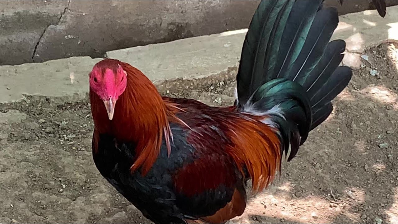 Rooster Farm in Beautiful Village Area | Rizal Philippines