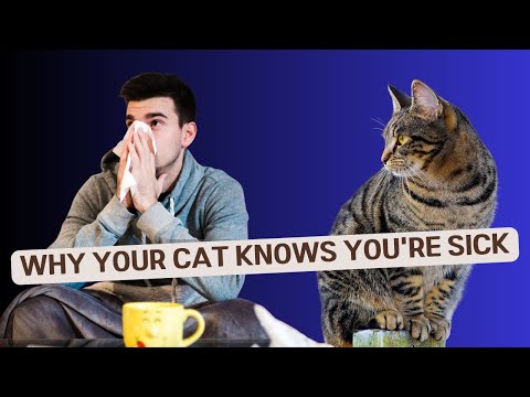 Why Your Cat Knows You're Sick โ The Surprising Science Behind It