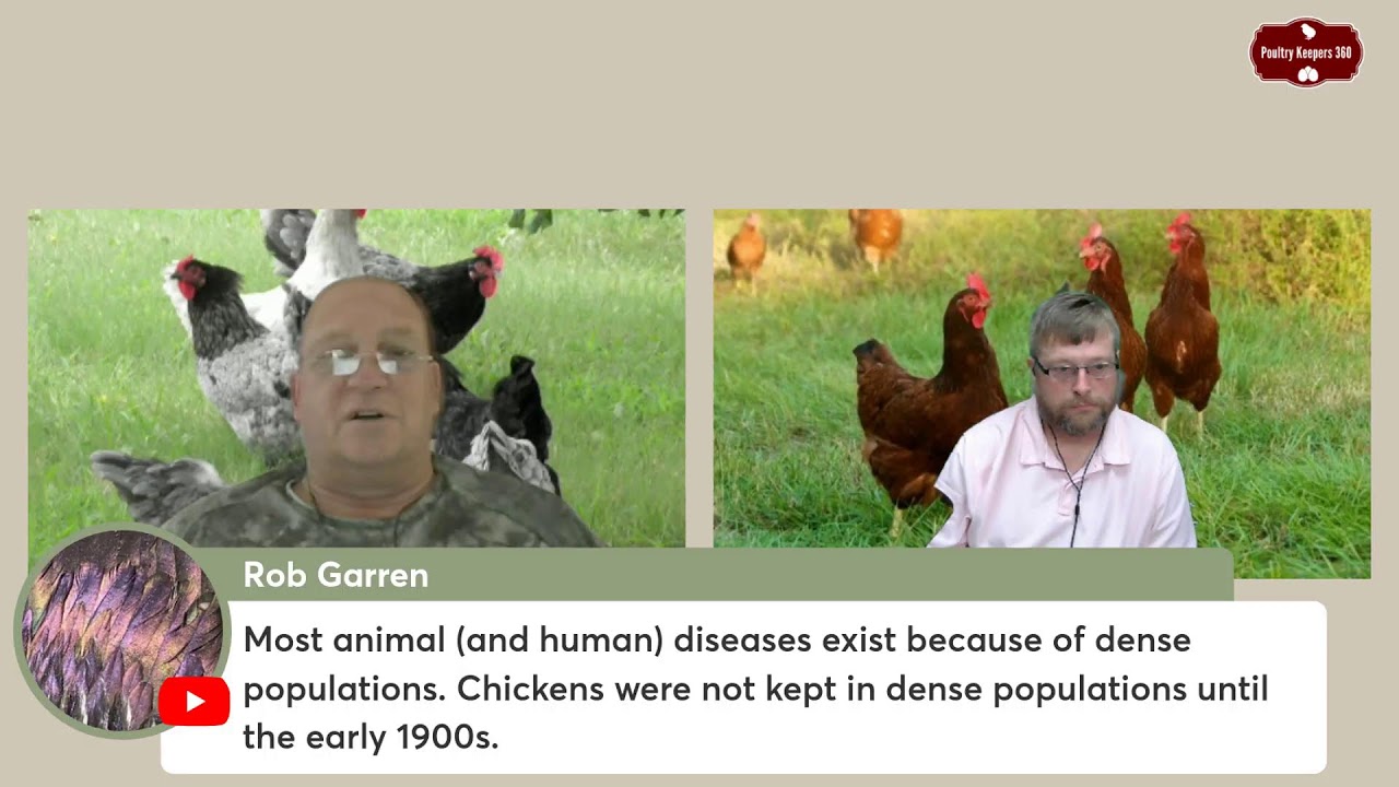 Coop IQ: Test Your Chicken Knowledge & Flock Management Skills