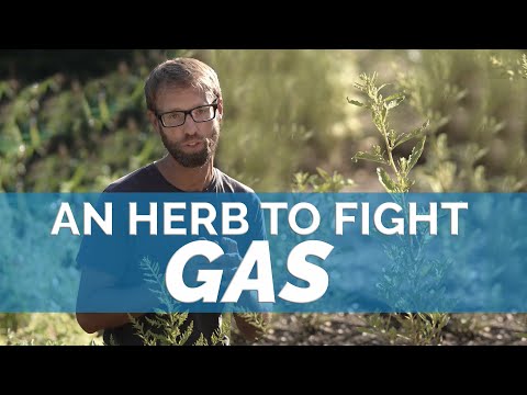 A Natural Remedy To Help Fight Gas. (Epazote)