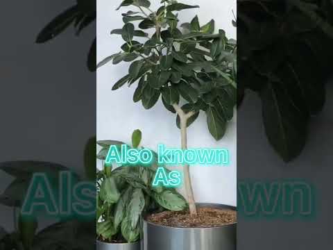 Snake plant & it’s scientific names 😊