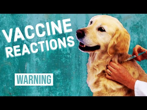Vaccine Reactions in Dogs