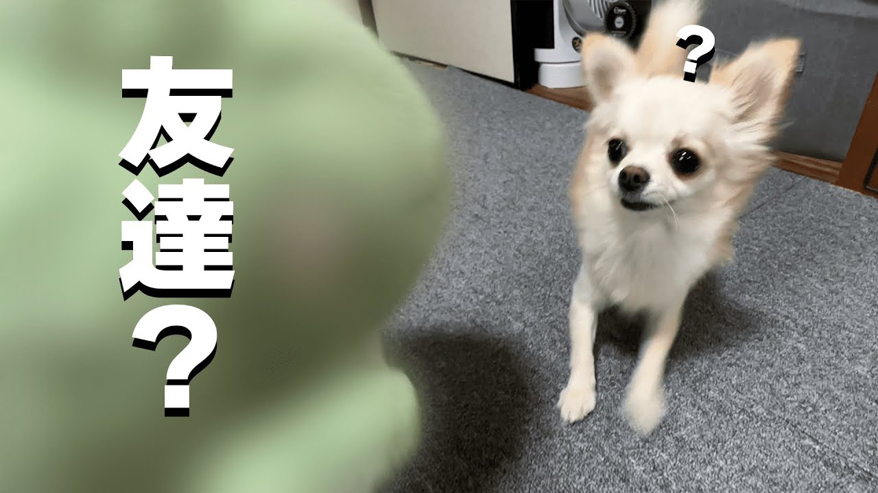 新しい友達と出会うも絶妙な距離感を保つチワワ