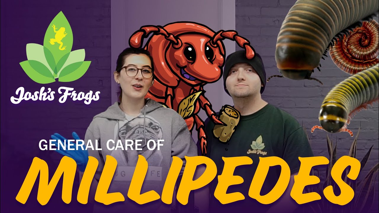 How To Keep Millipedes as Pets
