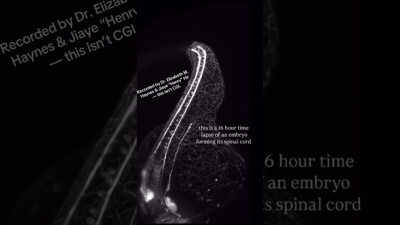 A 16 HR TIME LAPSE OF AN EMBRYO FORMING A SPINAL CORD