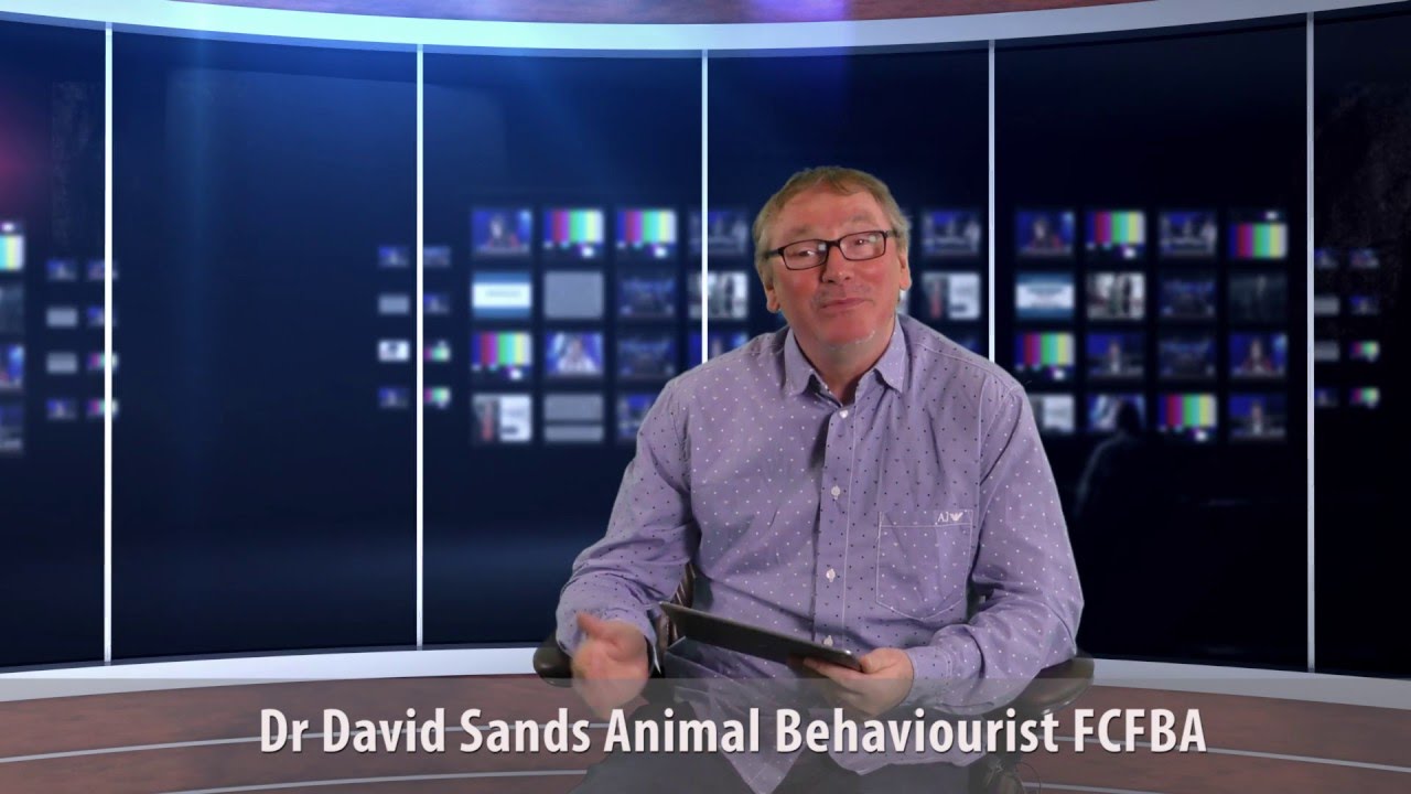 Dr David Sands YOUTUBE