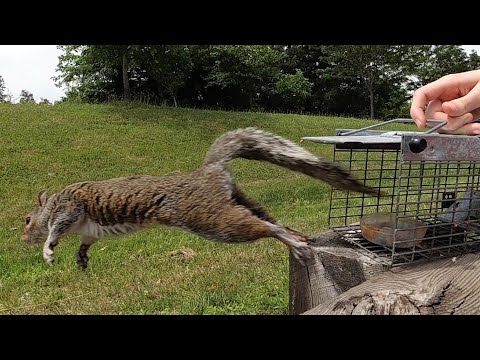 3 Key Tips That Caught 58 Really Smart Squirrels - Tutorial