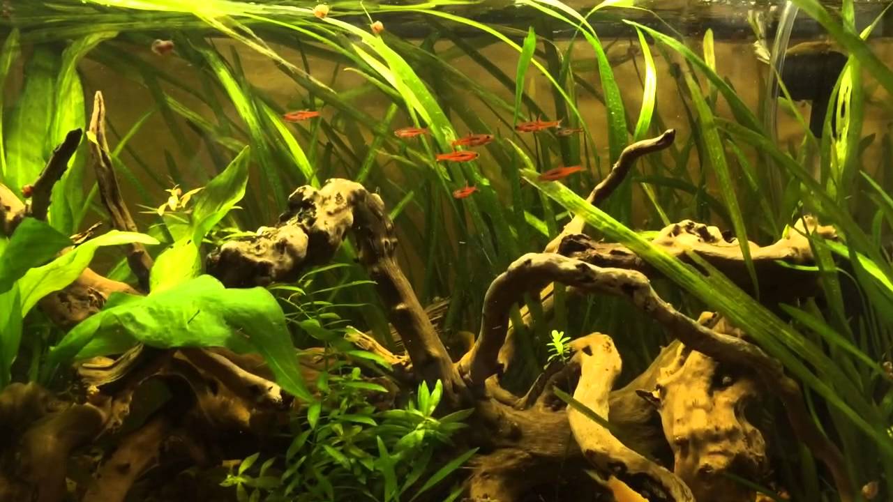 Chili Rasbora • Care Guide (Tank Setup, Mates & Diet)