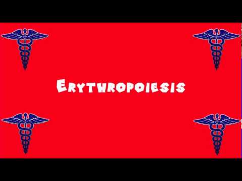 Pronounce Medical Words ― Erythropoiesis