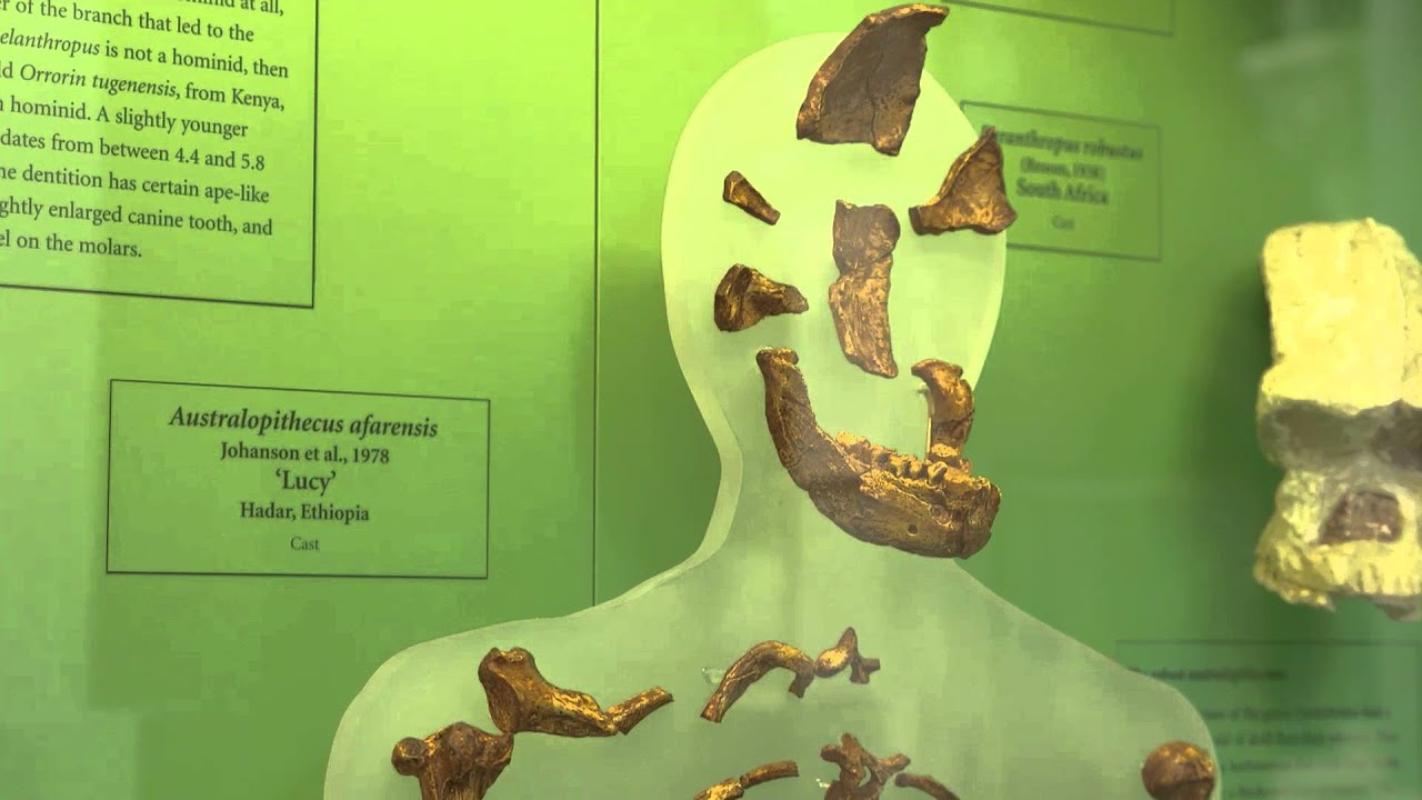 Our place in evolution