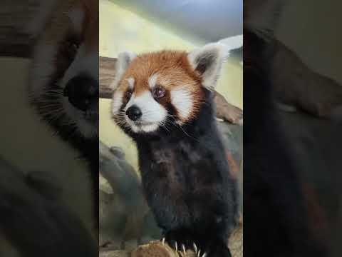 Red panda #redpanda #redpanda夕消 #animals #cute #zoo #cutestanimals #cuteanimals #panda
